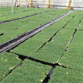 Buy Shamrock Online – Living Shamrock