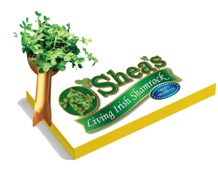 Buy Shamrock Online – Living Shamrock